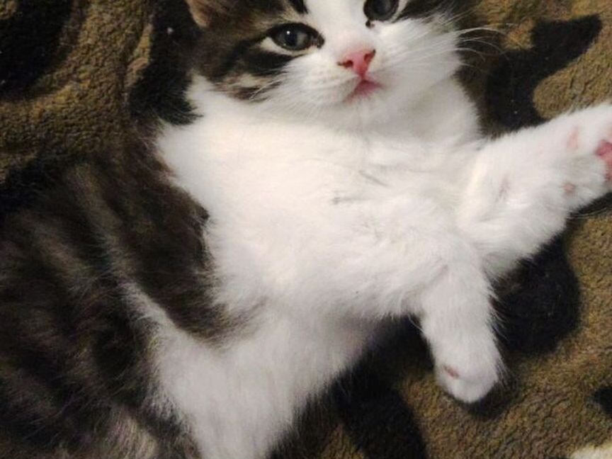 Кошка в дар