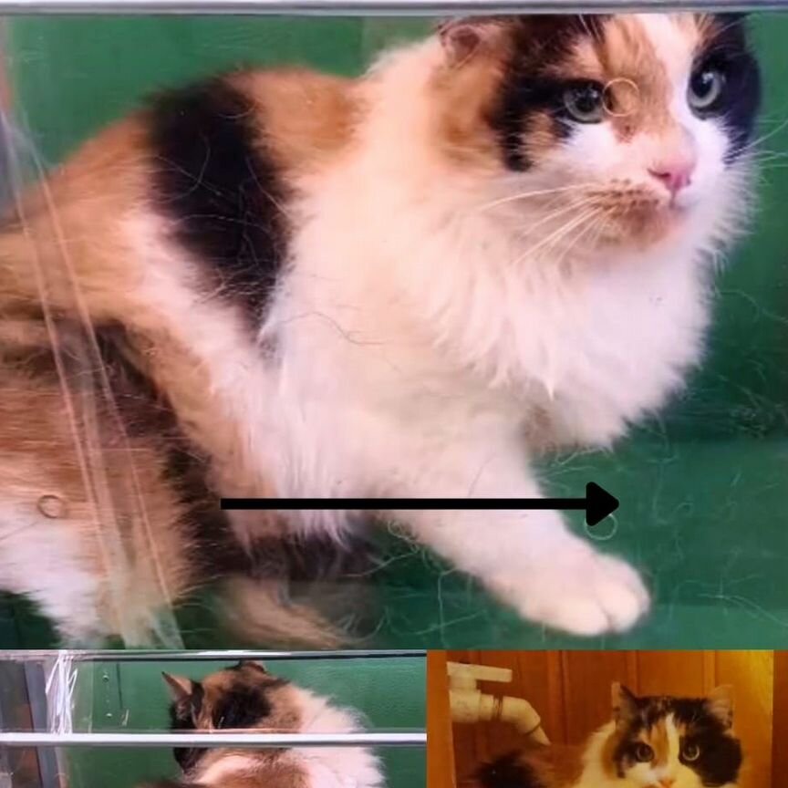 Взрослая кошка в добрые руки