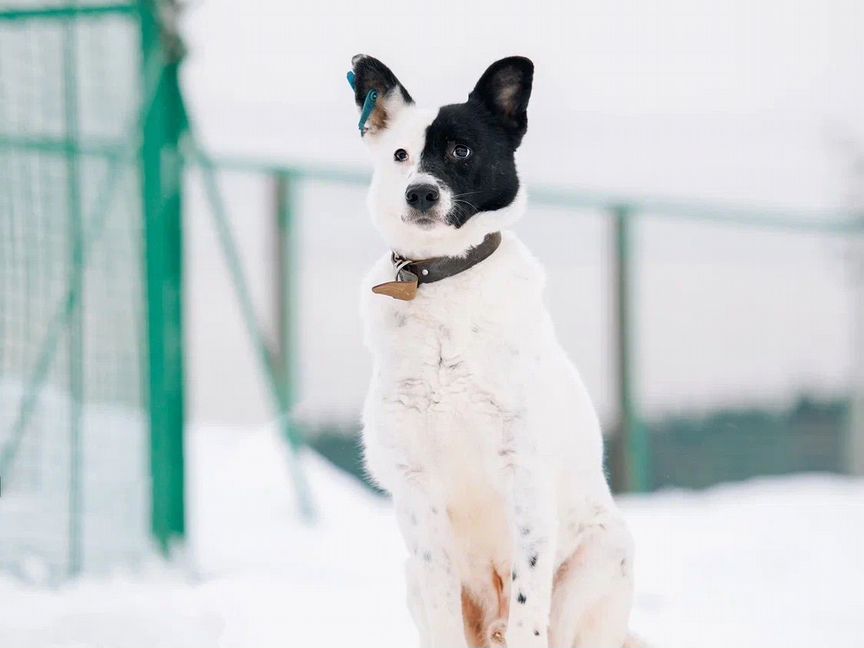 Собака Бим из приюта бесплатно