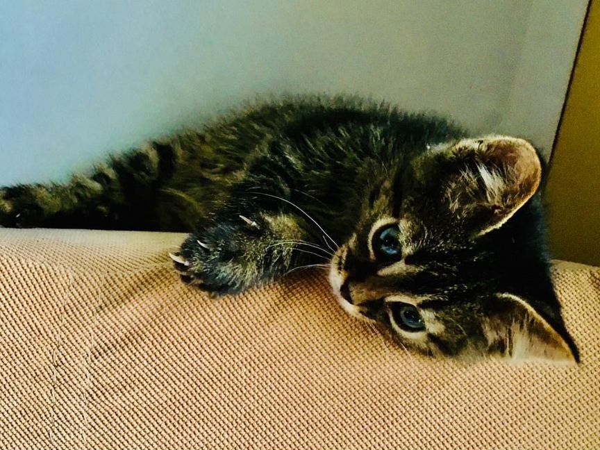 Бенгальской и мейнкуна котик