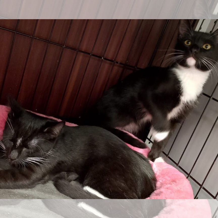 Сжальтесь над малышами заберите из клетки домой