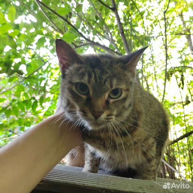 Спасите маленькую кошечку