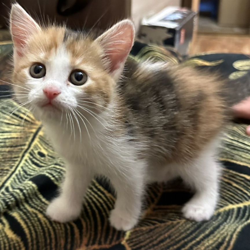 Британский короткошёрстный котёнок