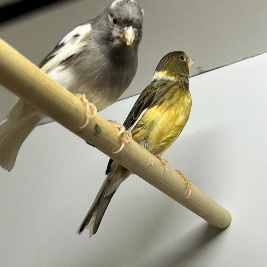 Канарейки, готовая пара