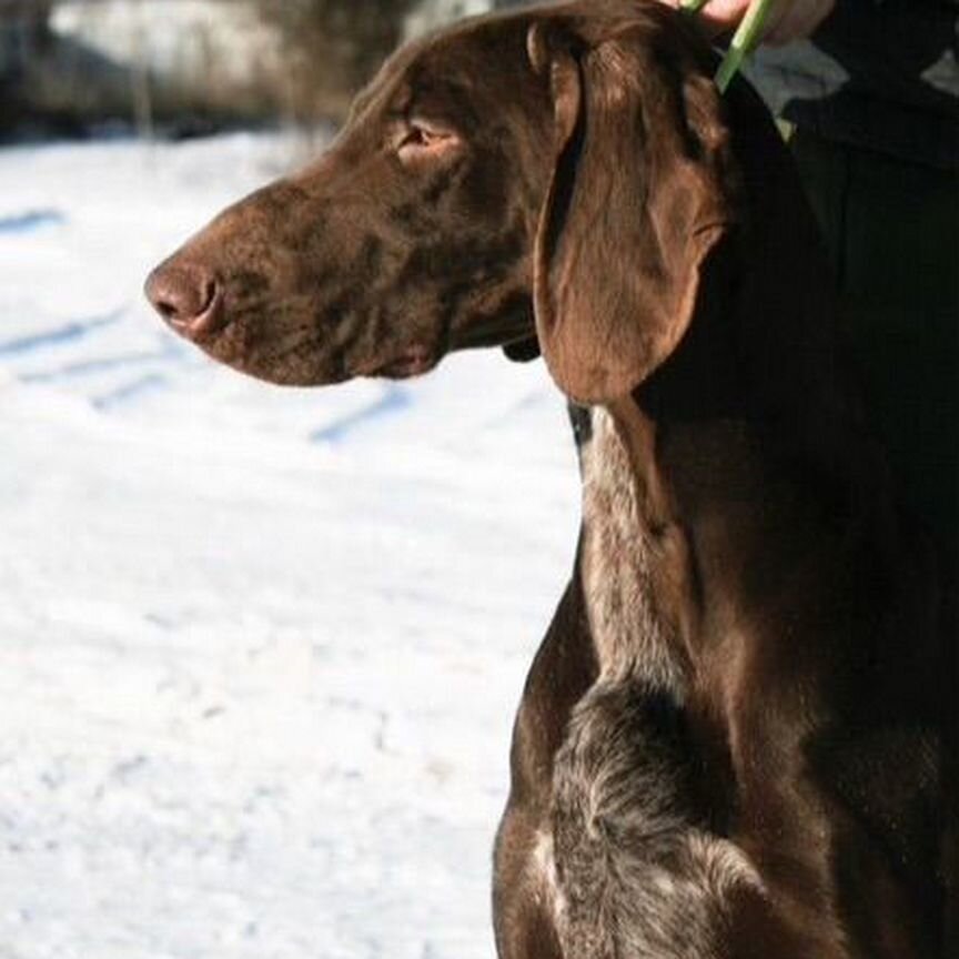 Готовая собака к охоте