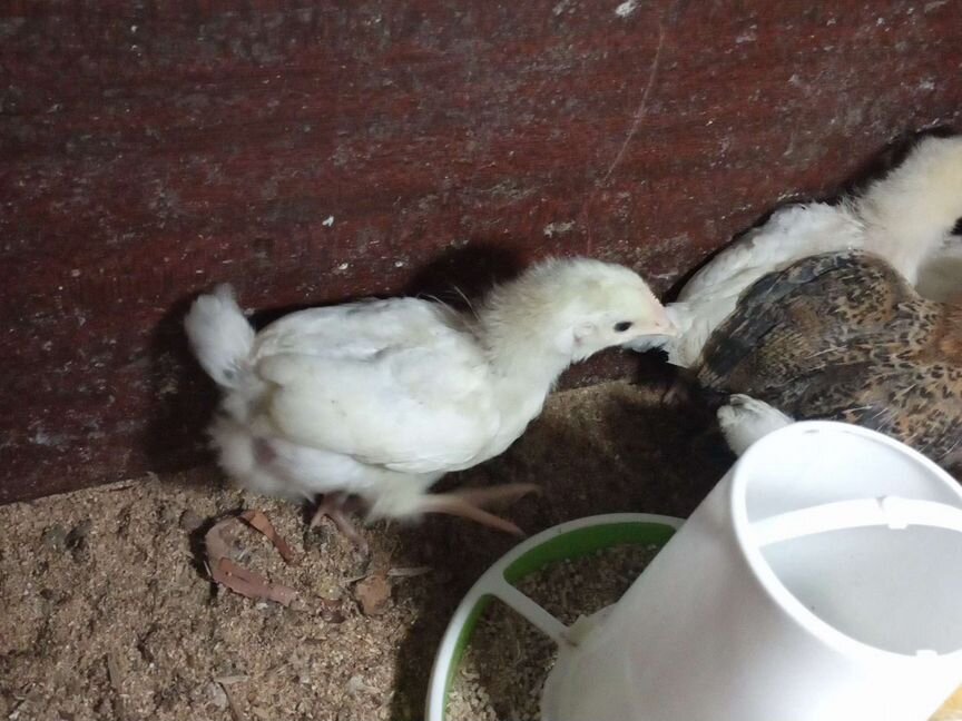 Цыплята несушки суточные