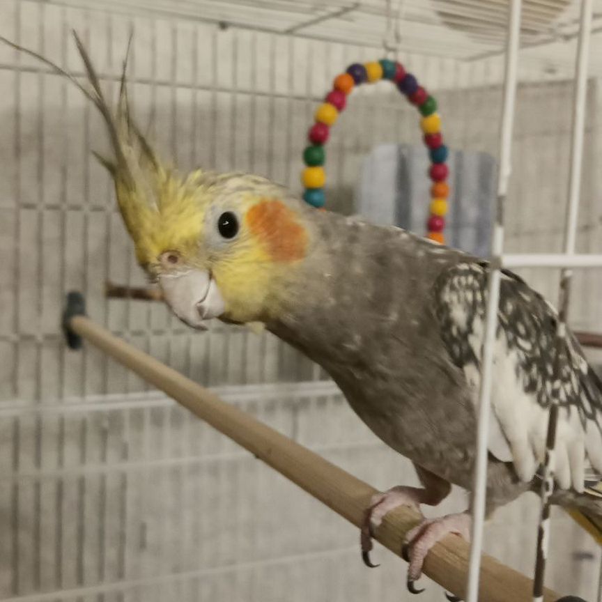 Попугаи корелла