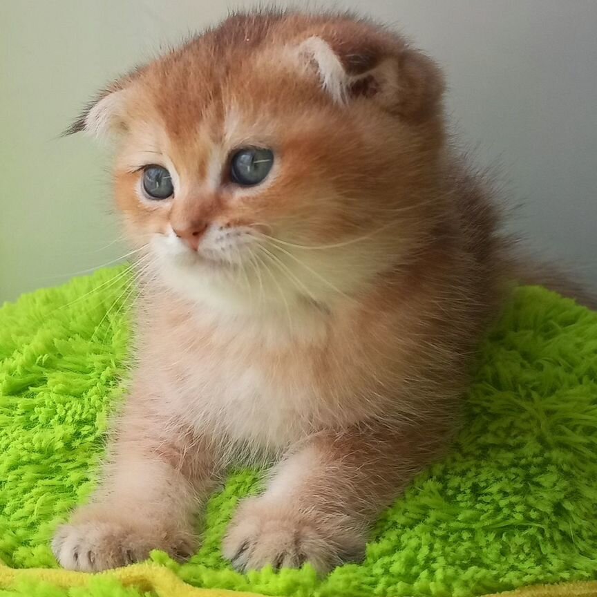 Шотландский вислоухий короткошёрстный котёнок