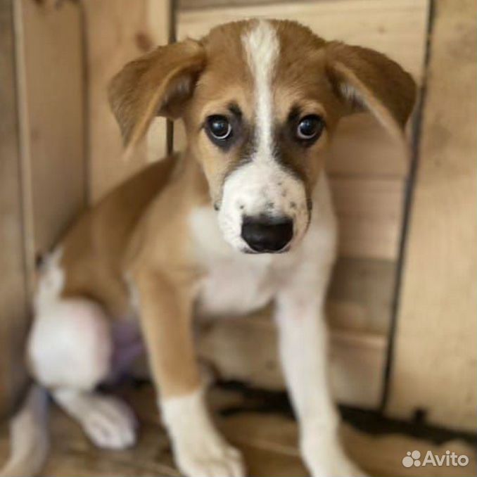 Бетховен ищет дом