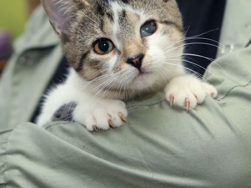 Котята