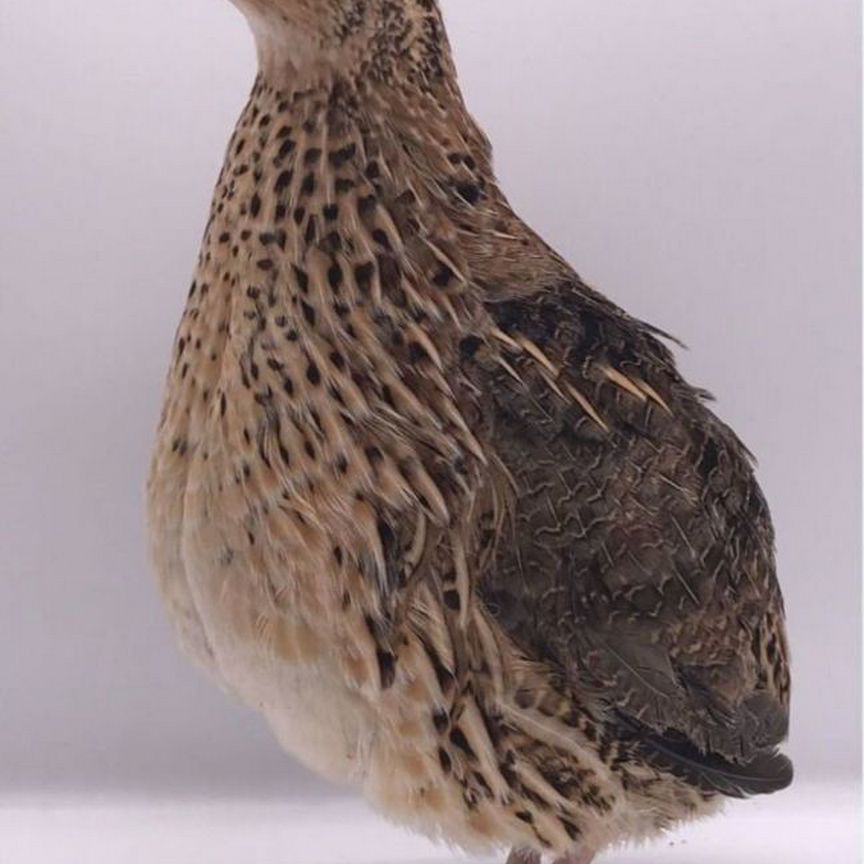 Перепела продажа