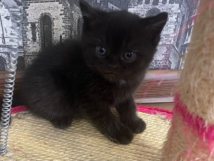 Британские котята