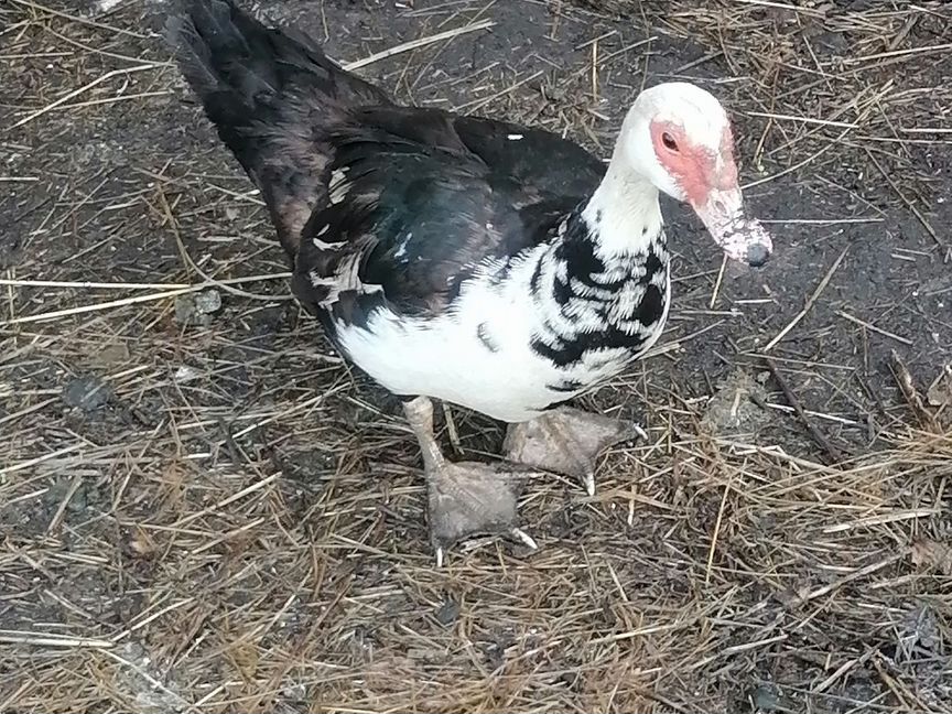 Индоутки на племя