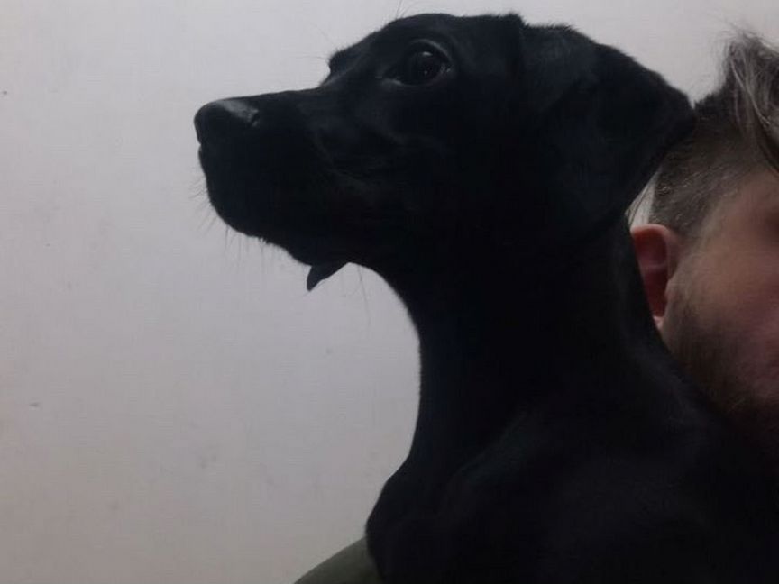 Собака в добрые руки