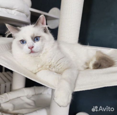 Котята рэгдолл