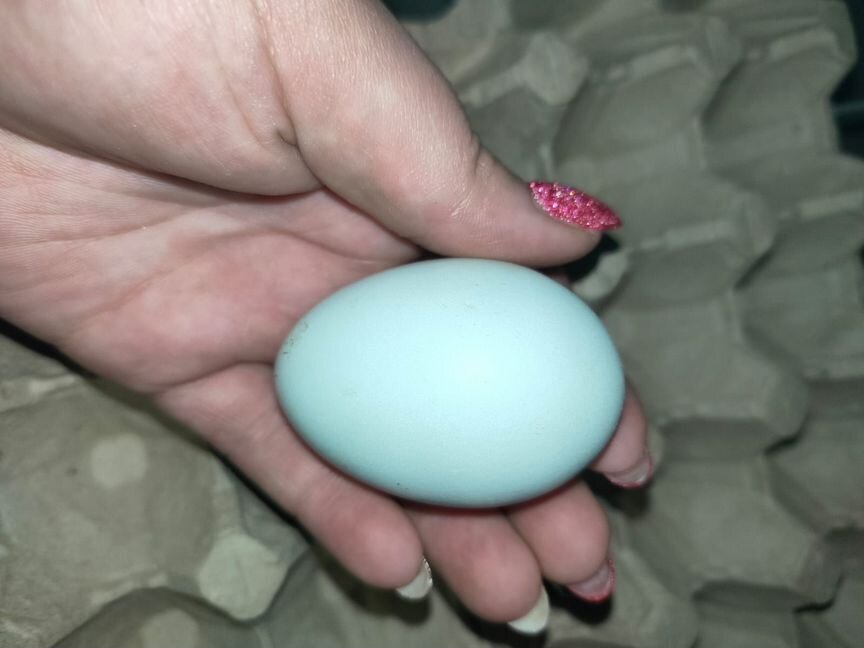 Инкубационное яйцо