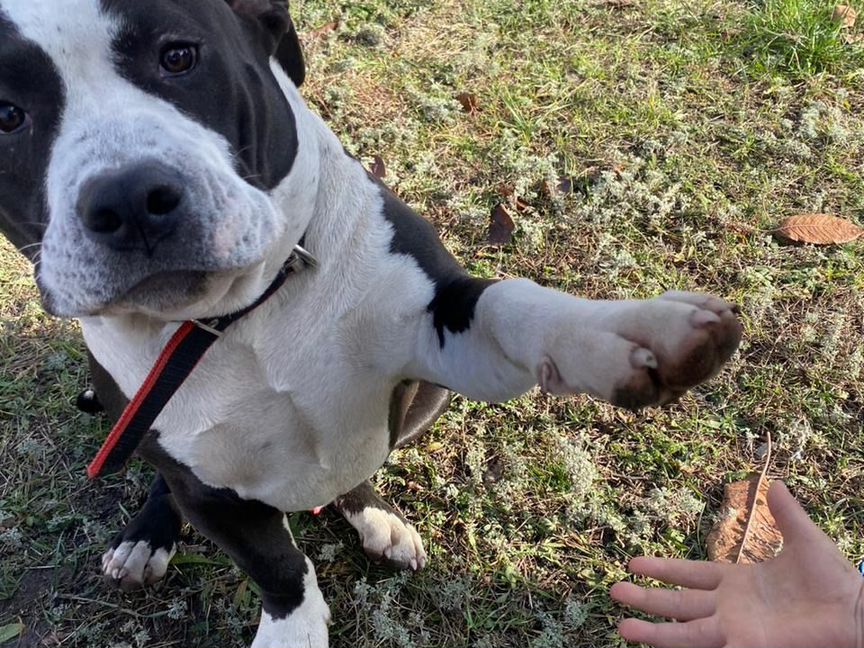 Американский були