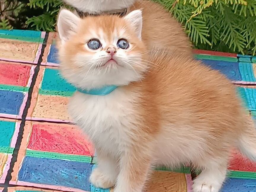 Котики шикардосики