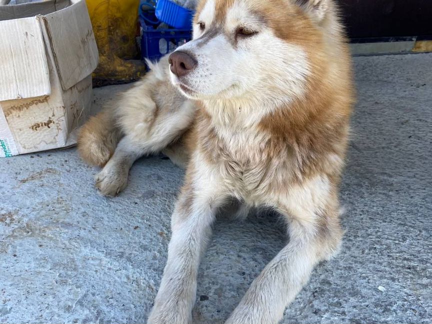 Небольшая дружелюбная хаски ищет семью