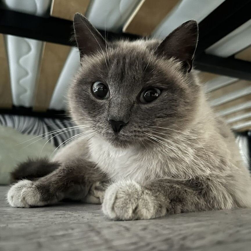 Отдам бесплатно кошку