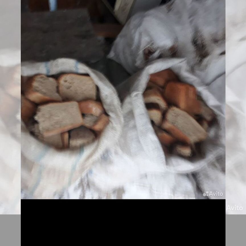 Хлеб для кормления бездомных собак