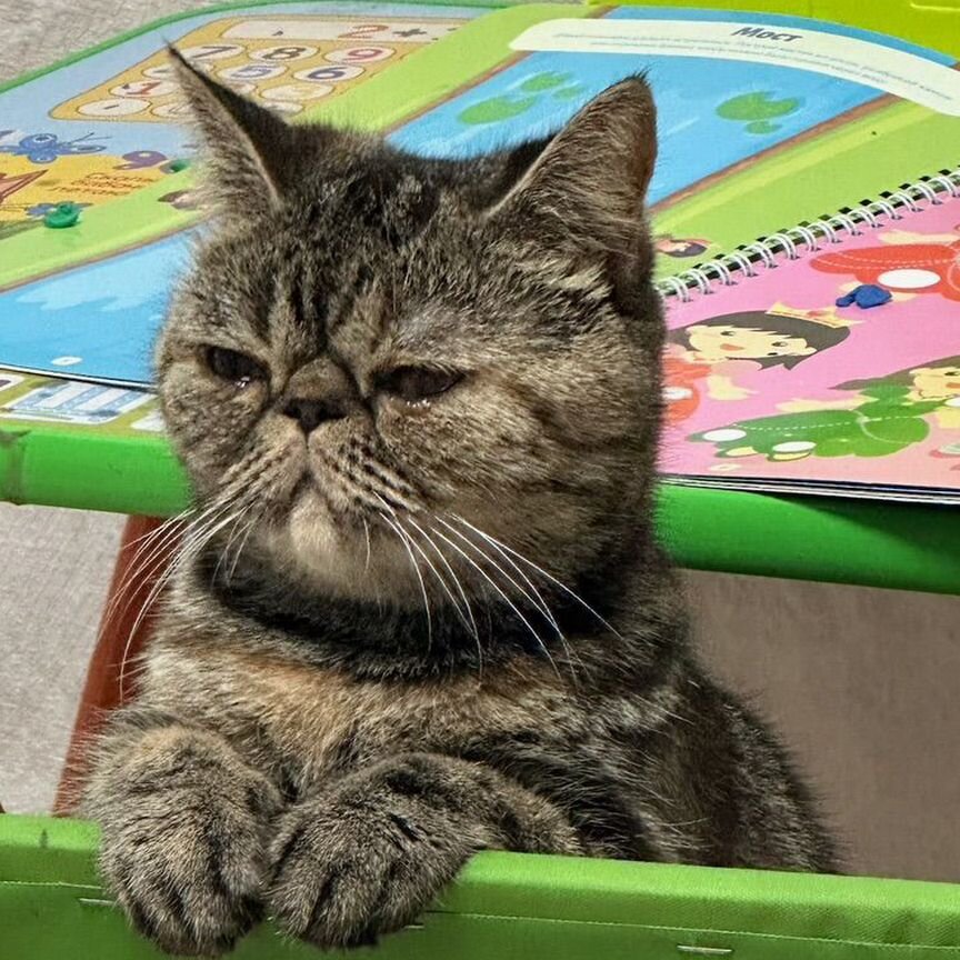 Кошки породы экзот