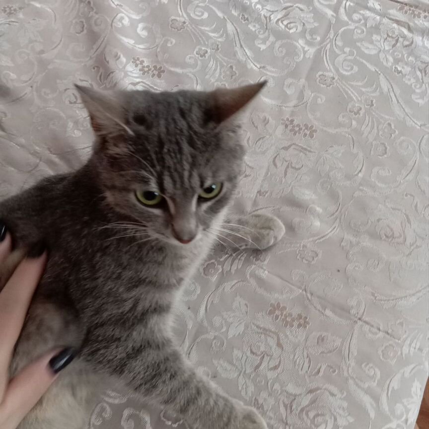 Асенька, стерилизована