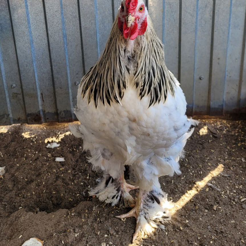 Петушки брама