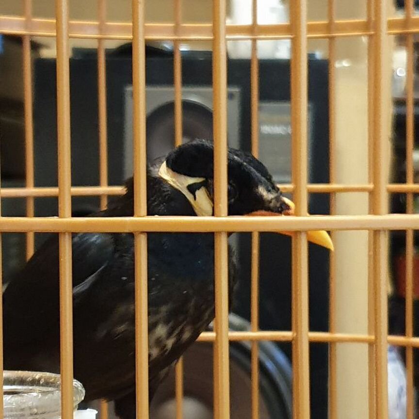 Скворец ручной