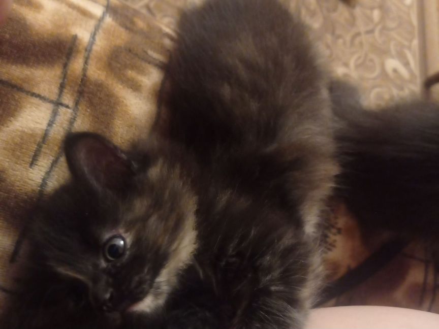 Котенок девочка