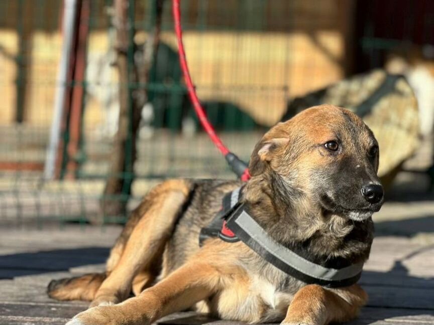 Щенок в добрые руки отдам