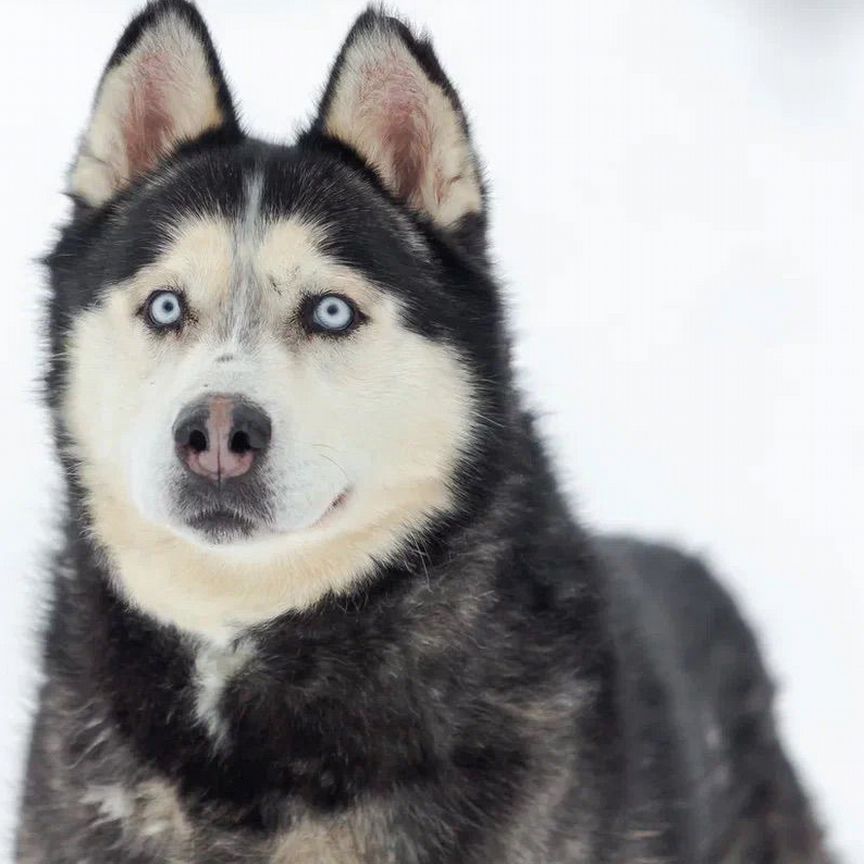 Хаски Федор в ответственные руки