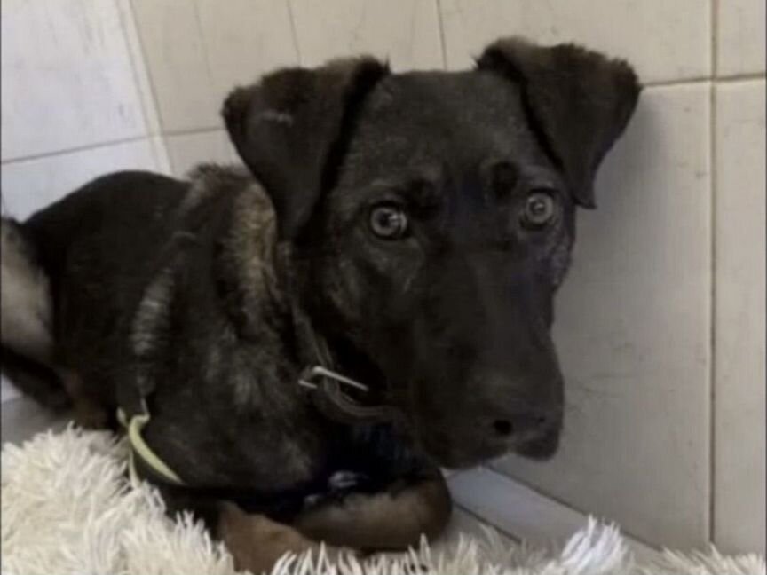 Собаки из приюта ищут семью и дом