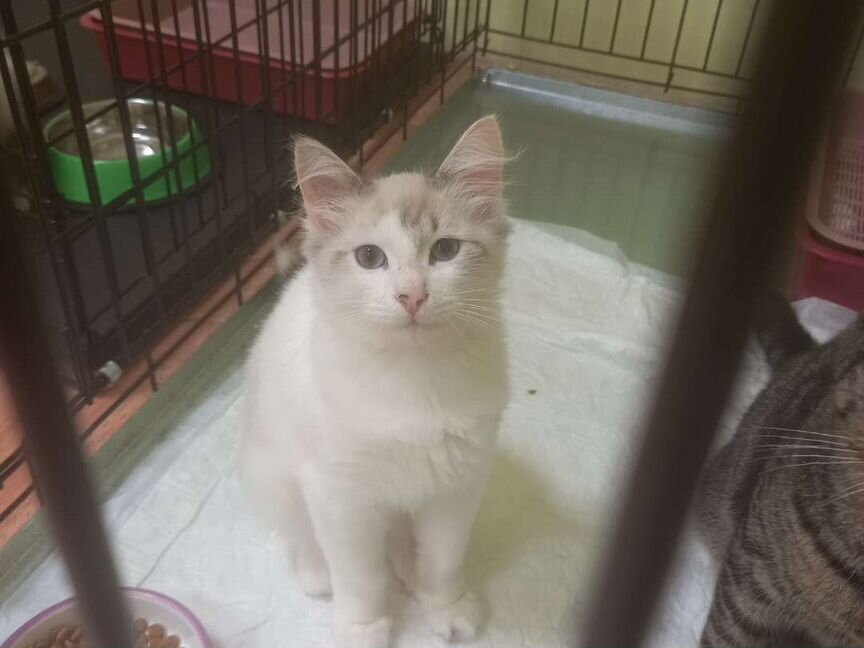 Котята и кошки в добрые руки