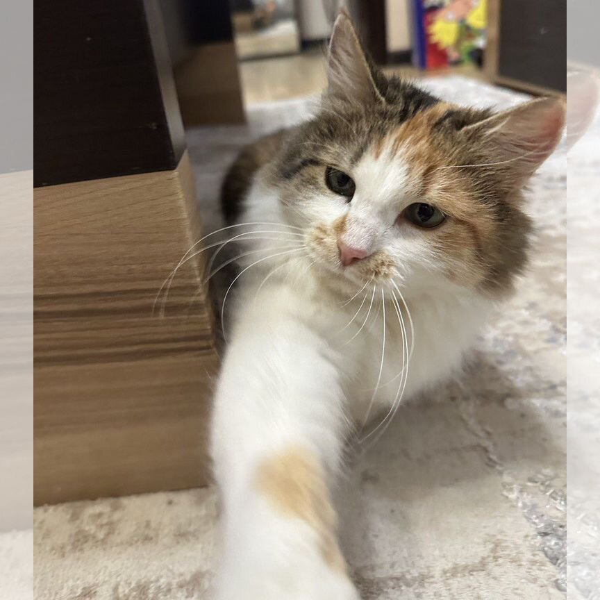 Красавица трехцветная кошечка в добрые руки