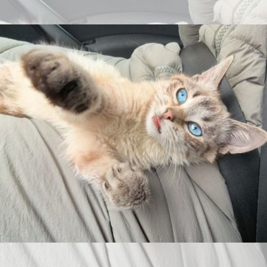 Тайский котёнок