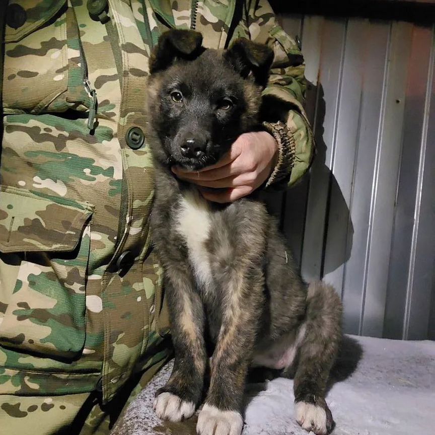 Щенок в добрые руки