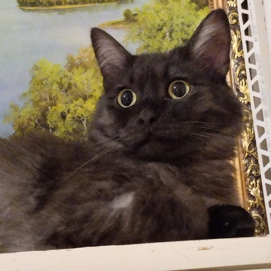 Котик в добрые руки