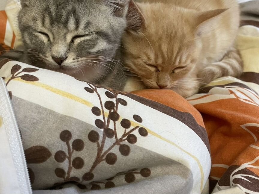 Котята британцы в доьрый руки бесплатно