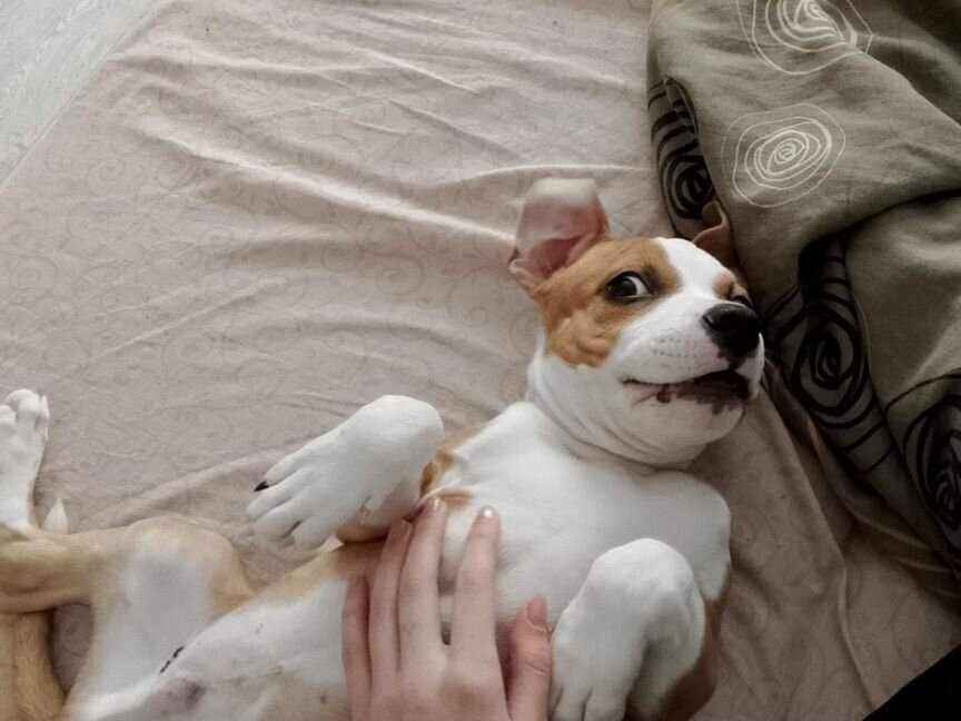 Щенки стаффорда