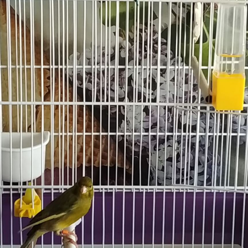 Кенар