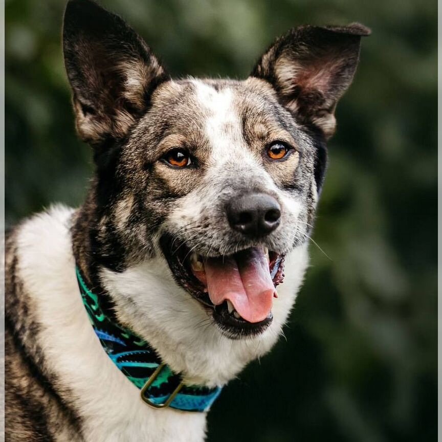 Взрослая собака в добрые руки