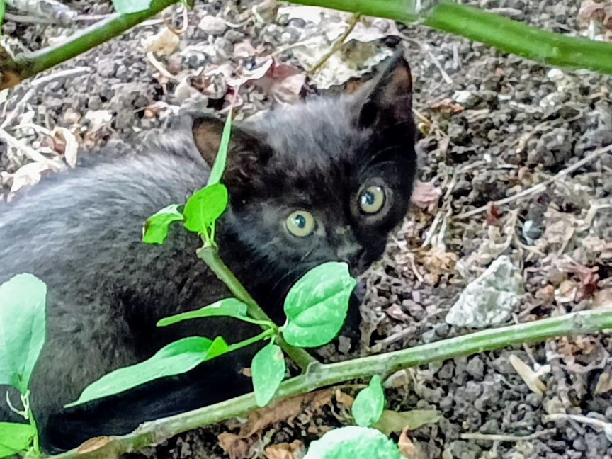 Котенок в добрые руки
