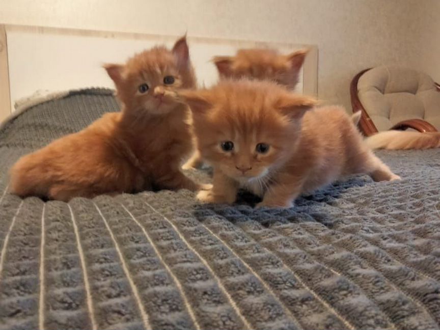 Котята мейн-кун продажа