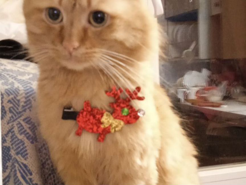 Сибирская кошка