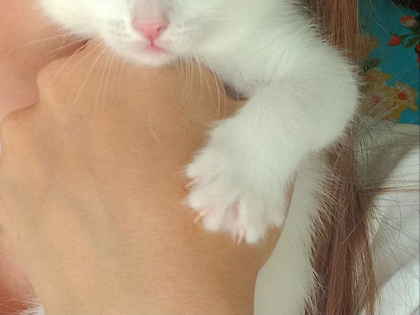 Котята