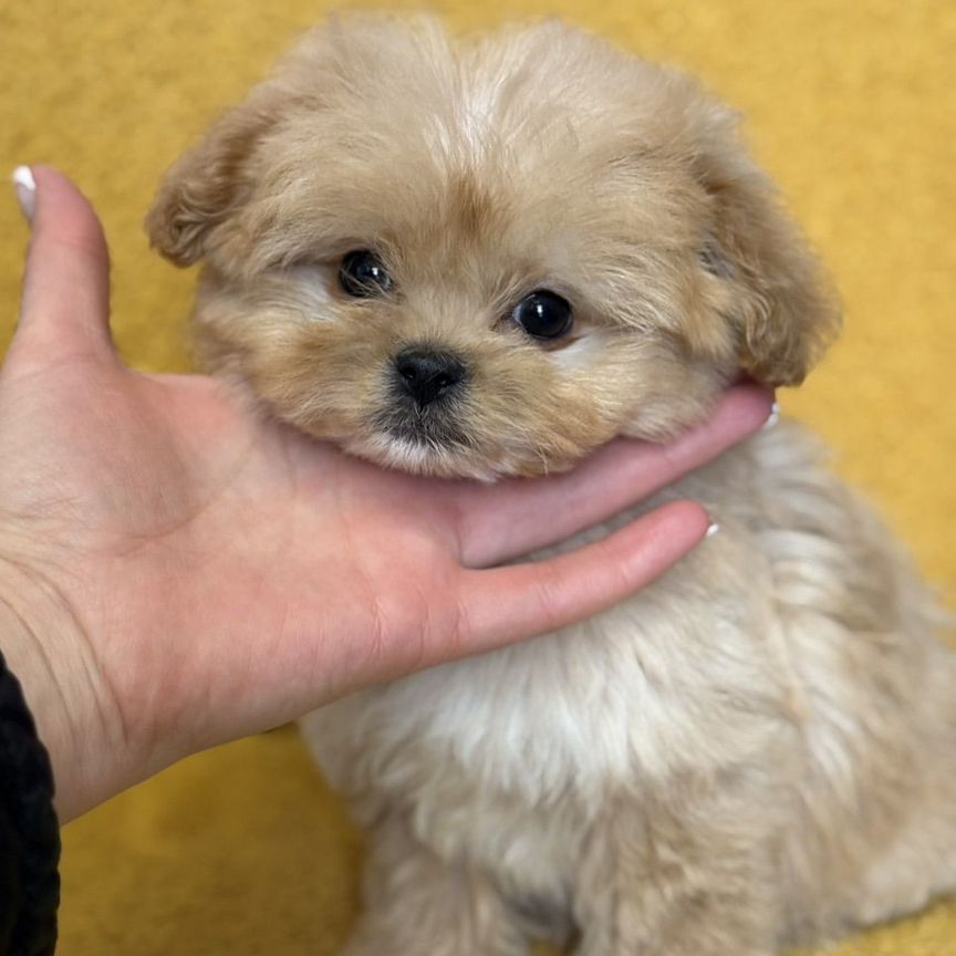 Мальтипу, щенок