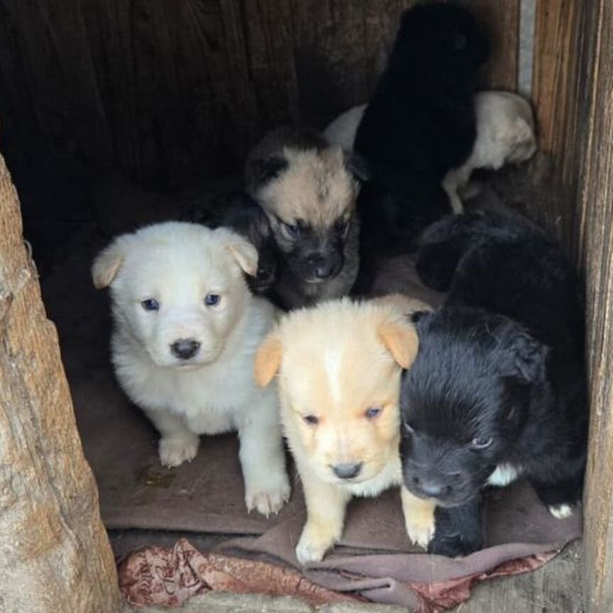 Щенок в добрые руки