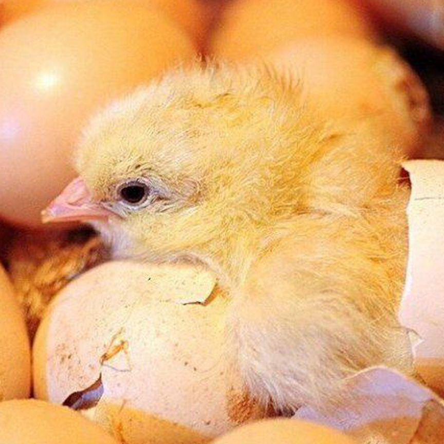 Инкубационное яйцо кур