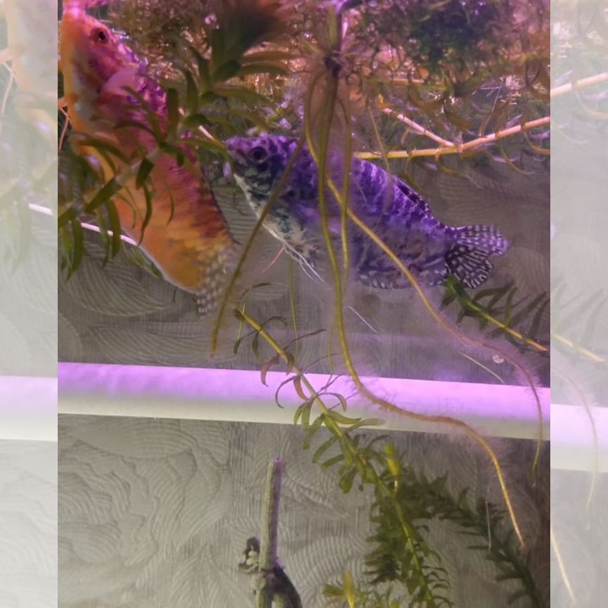 Гурами производители